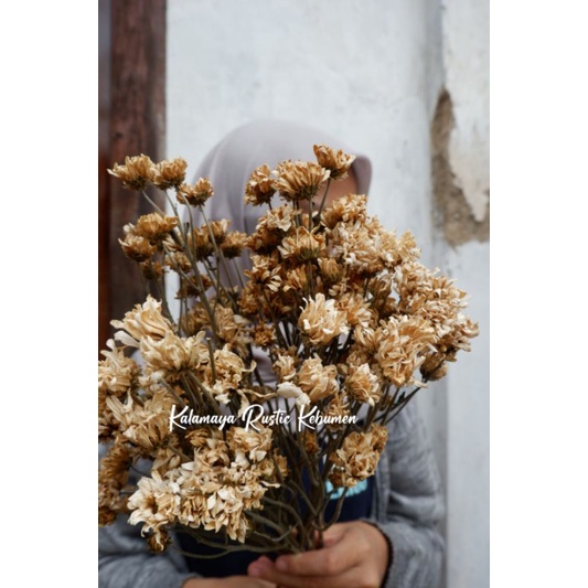 Jual Aster Puma Hiasan Vas Guci Buket Bunga Kering Dried Flowers ...