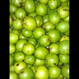 Jual Buah jatake gandaria 1kg | Shopee Indonesia