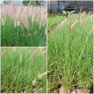 Jual Tanaman Alang Alang / Ilalang Bunga Putih / Cogon Grass / Rumput ...