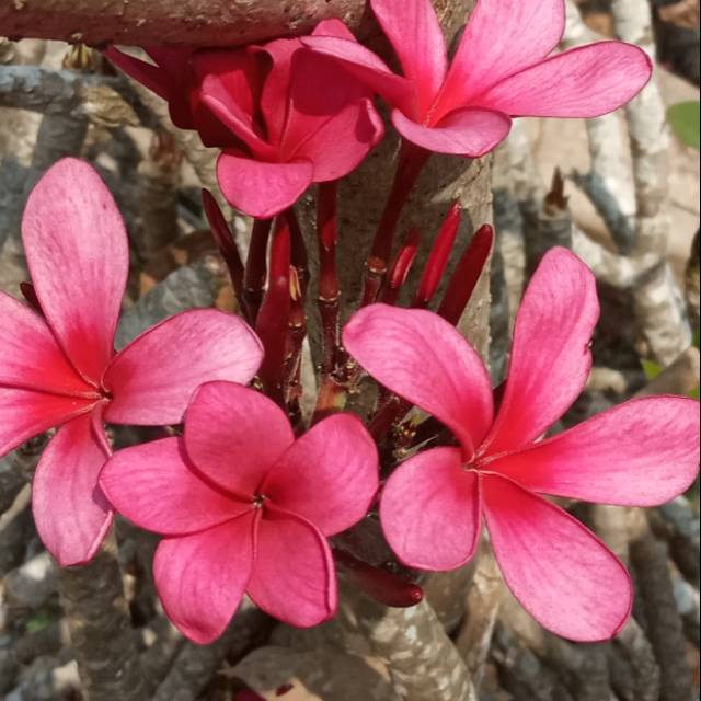 Jual pohon kamboja bunga pink,kuning | Shopee Indonesia