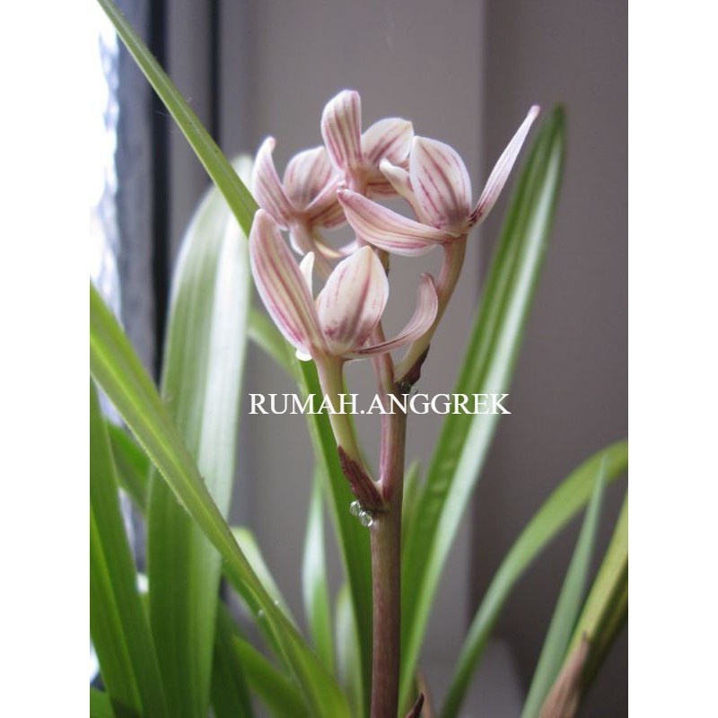 Jual Anggrek cymbidium pink muda - Tanaman Hias Hidup - Bunga hidup ...