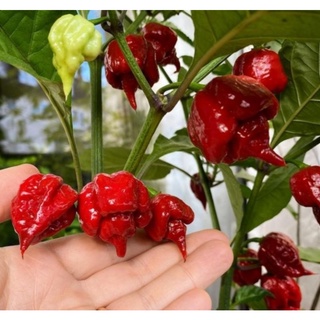 Jual Bibit Cabe Carolina Reaper Benih Cabai Terpedas | Shopee Indonesia