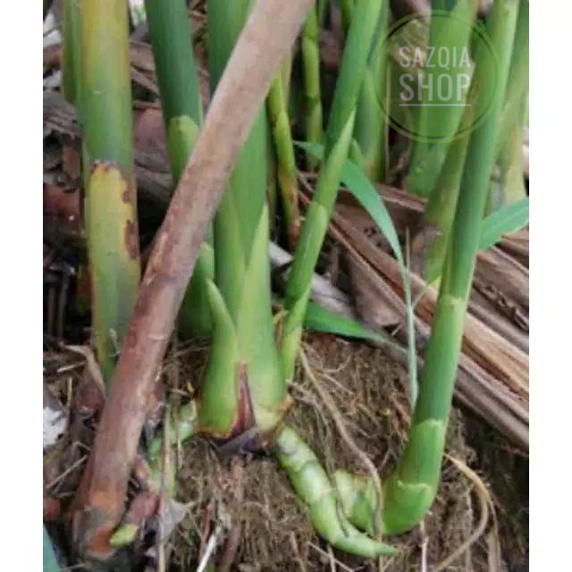 Jual Pohon Batang Kecombrang Atau Honje 1.000 Gram Murah | Shopee Indonesia