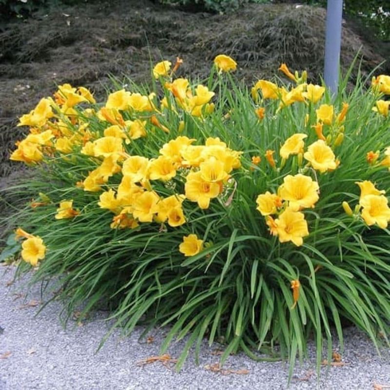 Jual NEW Tanaman Hias Lili Day Bunga Kuning / Bunga Hias Lily Day ...