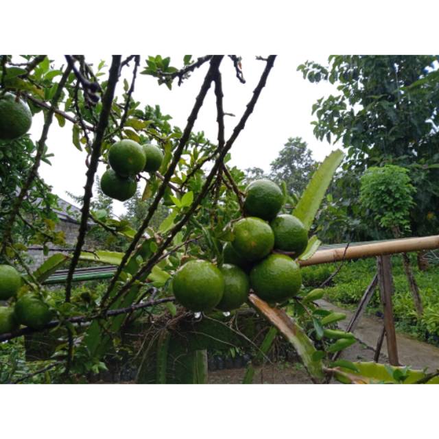 Jual 500 gram Jeruk Purut/Jeruk Pecel | Shopee Indonesia