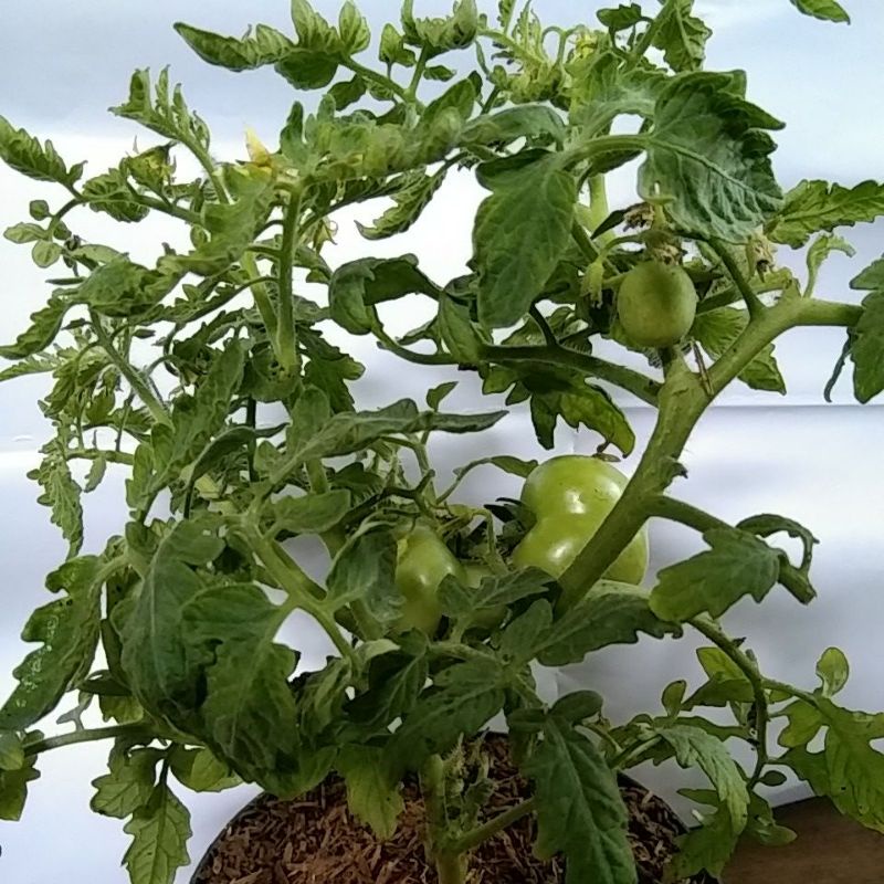 Jual Pohon tomat, Tanaman tomat sayur, Tomat sayur | Shopee Indonesia