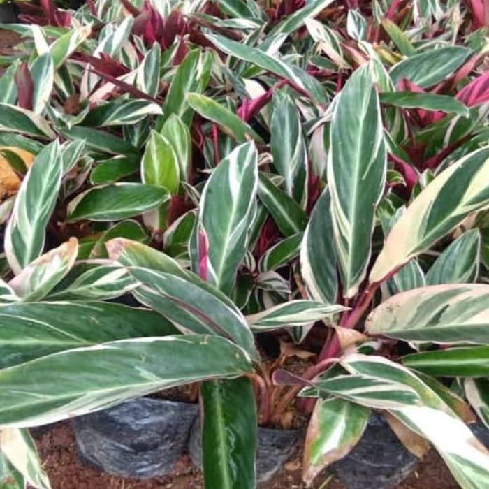 Jual MURAH tanaman hias meranti bali⠀⠀⠀⠀⠀ | Shopee Indonesia