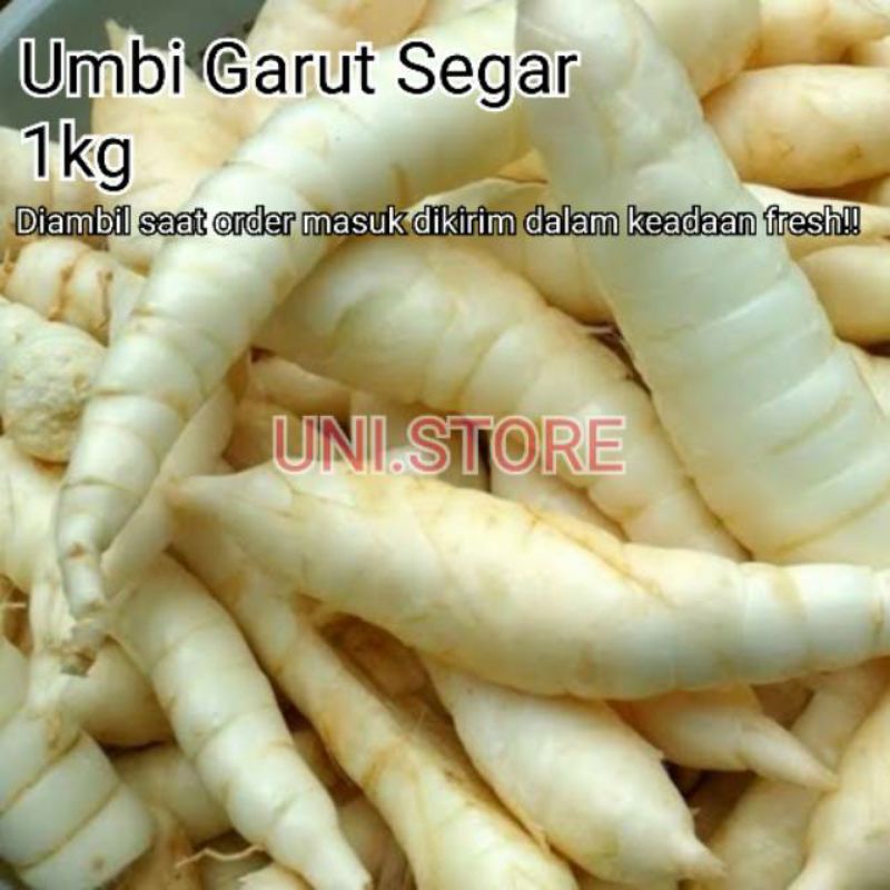 Jual Umbi Garut Segar 1 Kg Umbi Irut Segar Bersih sudah dicici | Shopee ...