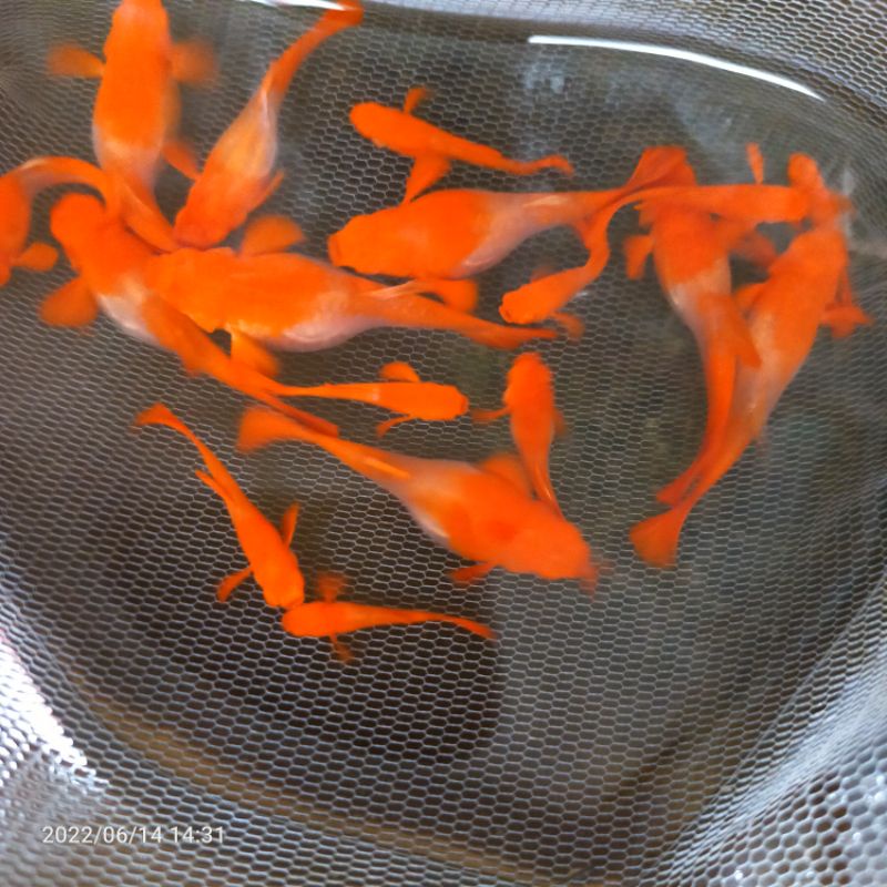 Jual Albino koi red ear | Shopee Indonesia