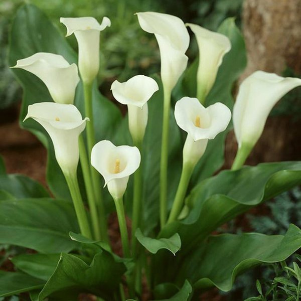 Jual Cala lily putih - Tanaman hias lily air bunga putih calla lily ...