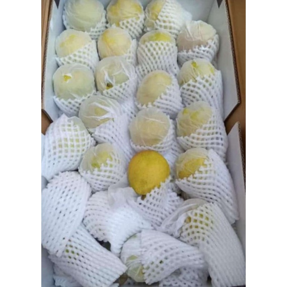 Jual Pir Xiang Lie (manis) | Shopee Indonesia