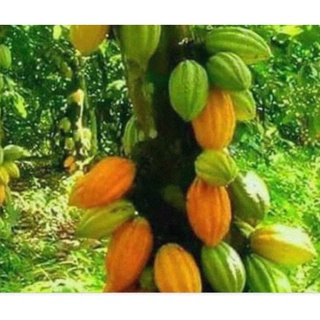 Jual BUAH COKLAT 1KG KUNING MATANG SEGAR / BUAH KAKAO MATANG GROSIR ...