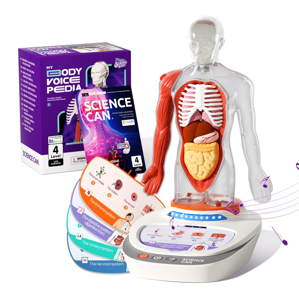 Jual Science Can Human Body Anatomy mainan edukasi biologi tubuh ...