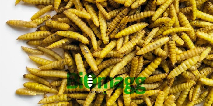 Toko Online Biomagg | Shopee Indonesia