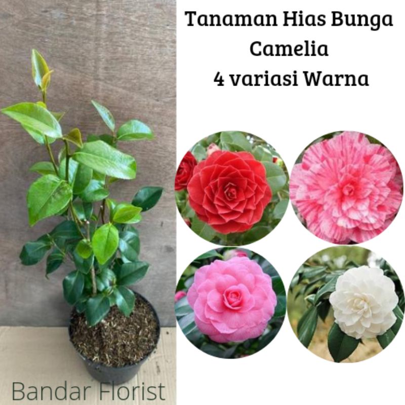 Jual tanaman hias bunga camelia - bunga camelia ready 4 varian warna ...