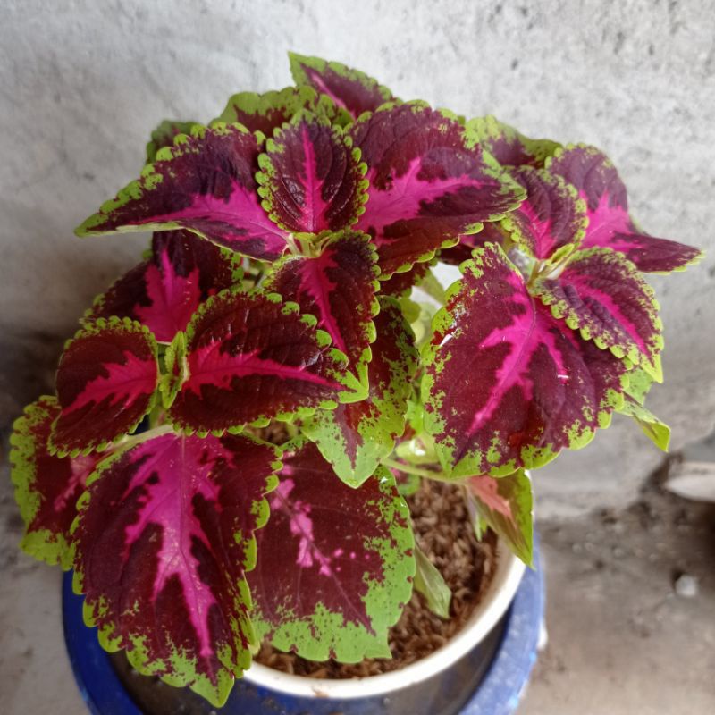 Jual Tanaman Hias Miana Merah List Hijau Indonesia|Shopee Indonesia