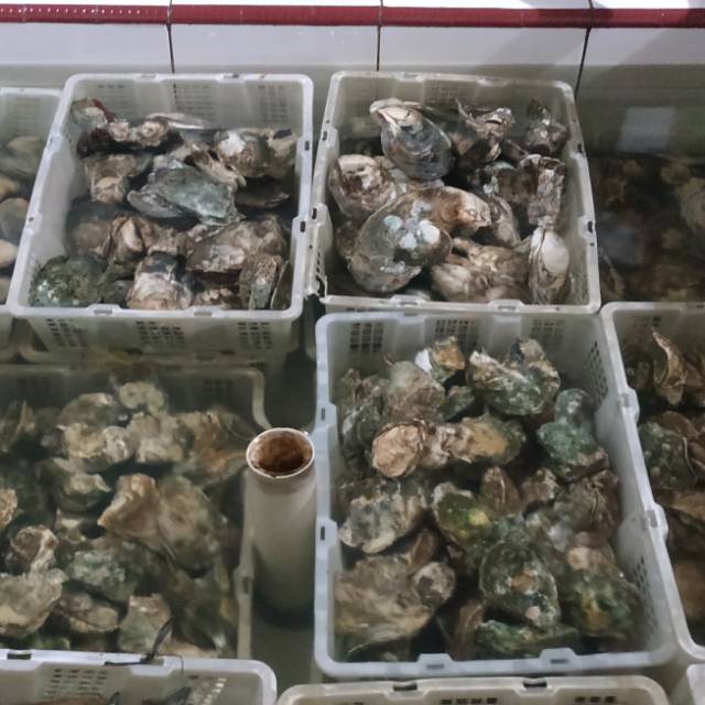 Kerang Tiram / Oyster Hidup | Shopee Indonesia
