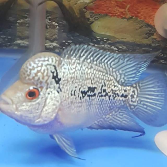 Jual Ikan louhan/lohan SRD kualitas super bomb head ukuran 9 cm ...