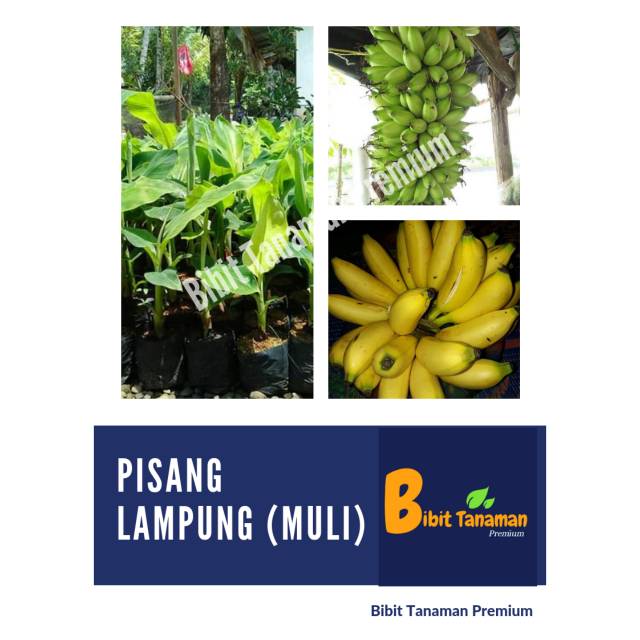 Jual BIBIT PISANG MULI/PISANG LAMPUNG (BIBIT TANAMAN PREMIUM) | Shopee ...