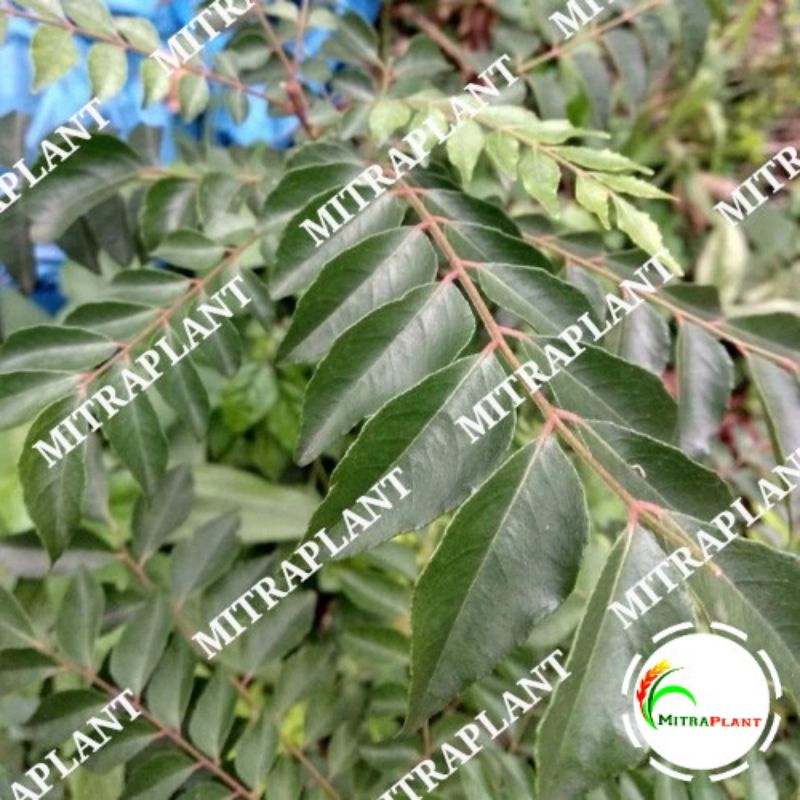 Jual Daun Salam Koja Segar - Daun Kari - Daun Temurui Fresh 250 Gram ...