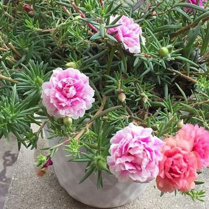 Jual Tanaman hias krokot sutra bombay mini batik ungu tumpuk ...