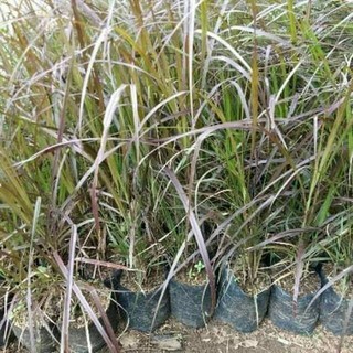 Jual Tanaman hias alang-alang merah Indonesia|Shopee Indonesia