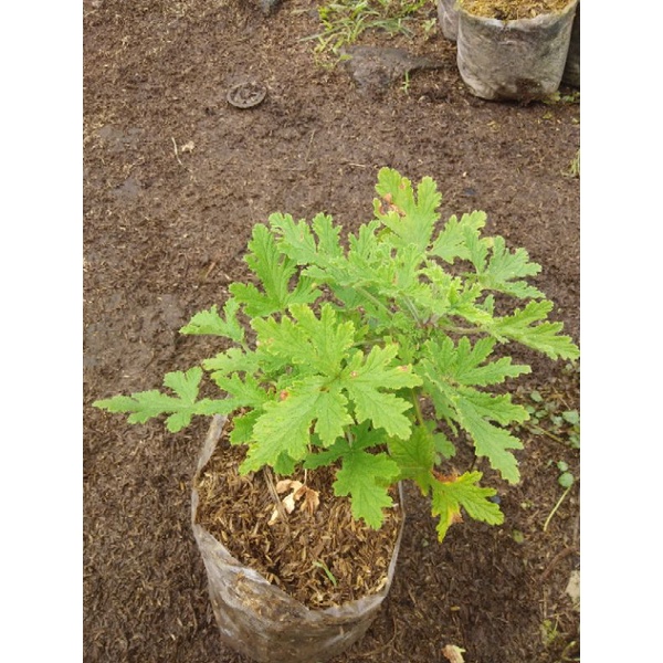 Jual geranium citrosa pelargonium citrosa tanaman herbal pengusir ...