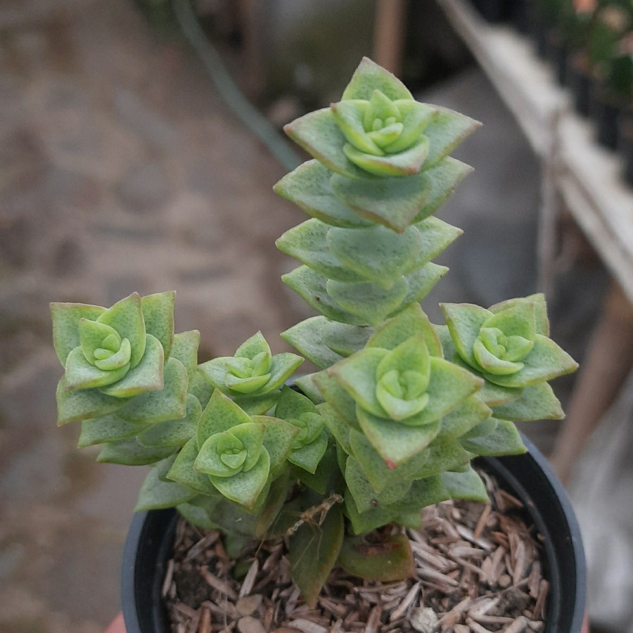 Jual Sukulen Crassula Perforata | Sukulen Tusuk Sate Cantik | Kaktus ...