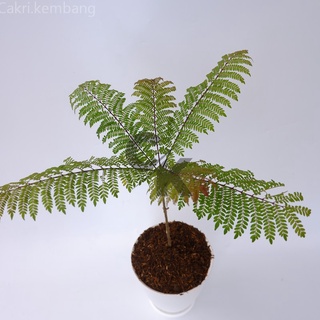 Jual Jakaranda - Bibit Pohon Jacaranda - Tanaman Cakaranda - Tanaman ...