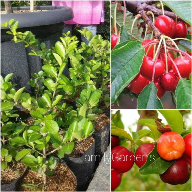 Jual Bibit Tanaman Buah Ceri Vietnam / Cherry Vietnam | Shopee Indonesia