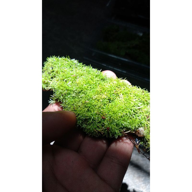 Jual MOSS PALUDARIUM | MOSS MUTIARA BELI 5 GRATIS 1 | Shopee Indonesia