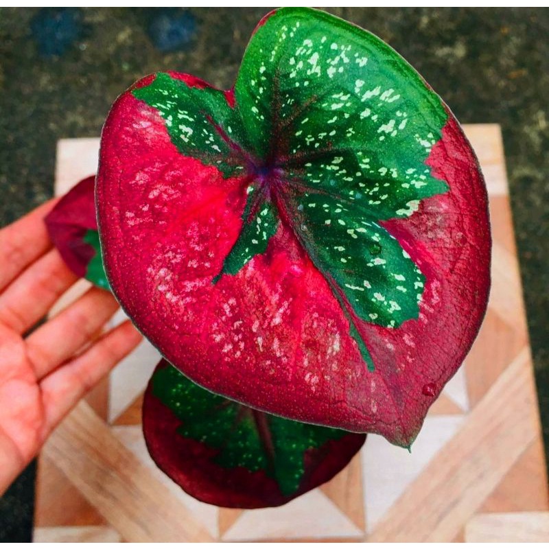 Jual Keladi Hias Baret Merah Tanaman Hias Anakan Keladi Baret Menor ... Jual Keladi Hias Baret Merah Tanaman Hias Anakan Keladi Baret Menor ...