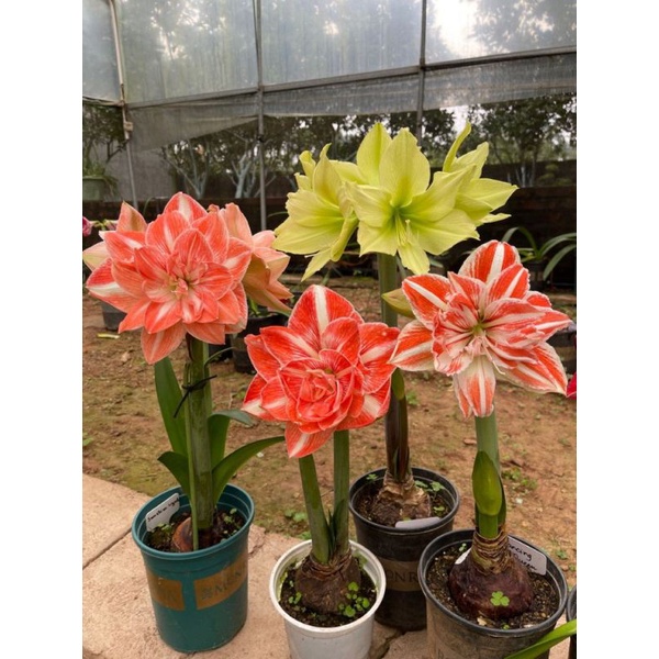 Jual Tanaman hias bakung amarilis-bunga bakung amarilis-bunga bakung ...