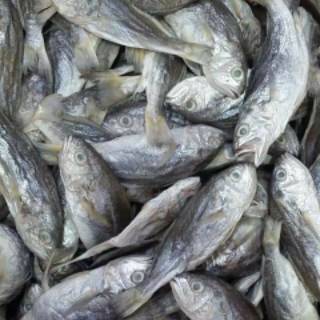 Jual Ikan gulama pisang 500 gr | Shopee Indonesia