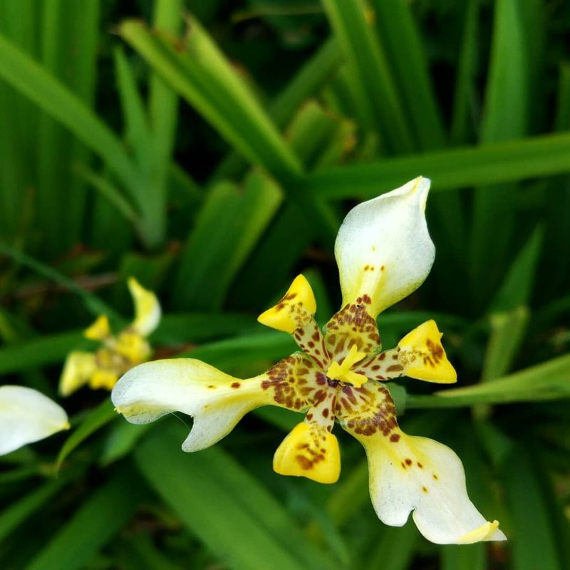 Jual tanaman hias airis kuning|tanaman iris kuning | Shopee Indonesia