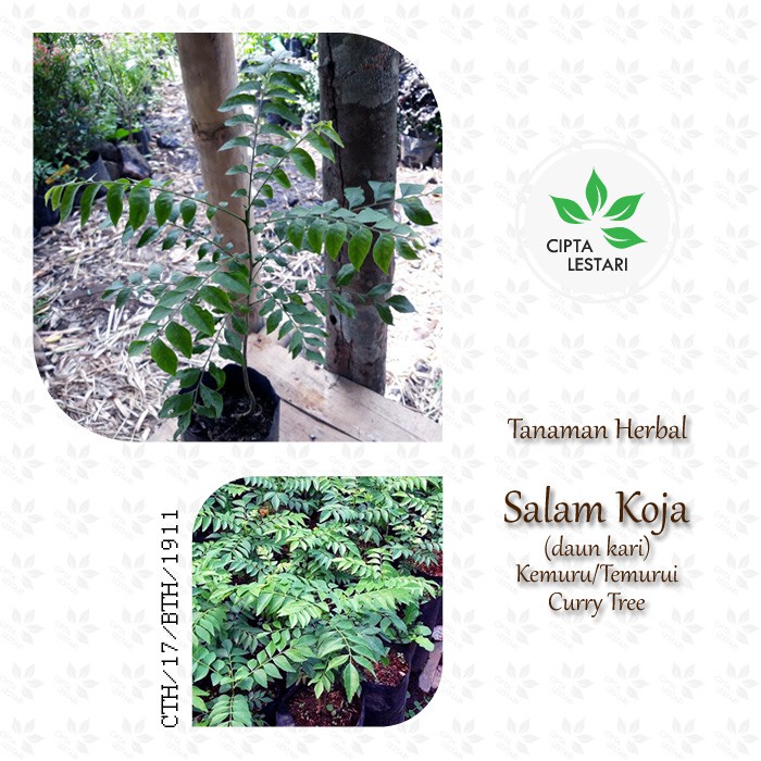 Jual Bibit Salam Koja 30-40 cm - Murraya Koenigii Tanaman Daun Kari ...