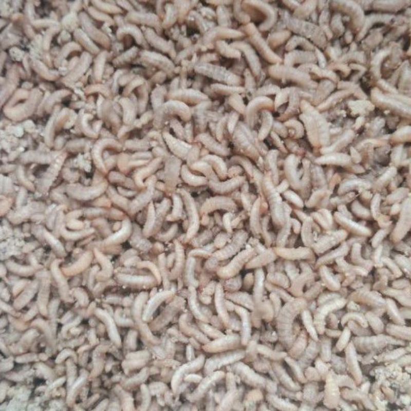 Jual Maggot BSF fresh maggot hidup 100gr Pakan Burung dan Ikan | Shopee ...