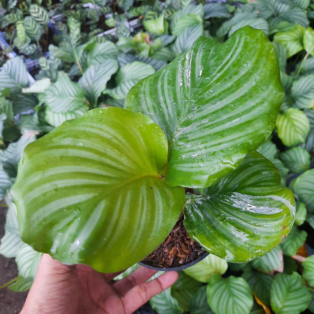 Jual Calathea Orbyfolia 1-3 Daun Tanaman Hias Calatea Orbiflia Kalatea ...