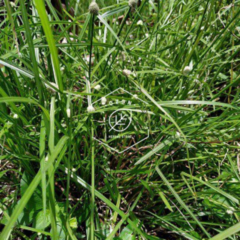 Jual rumput pendul dengan akar segar 3 tangkai [NRS] | Shopee Indonesia