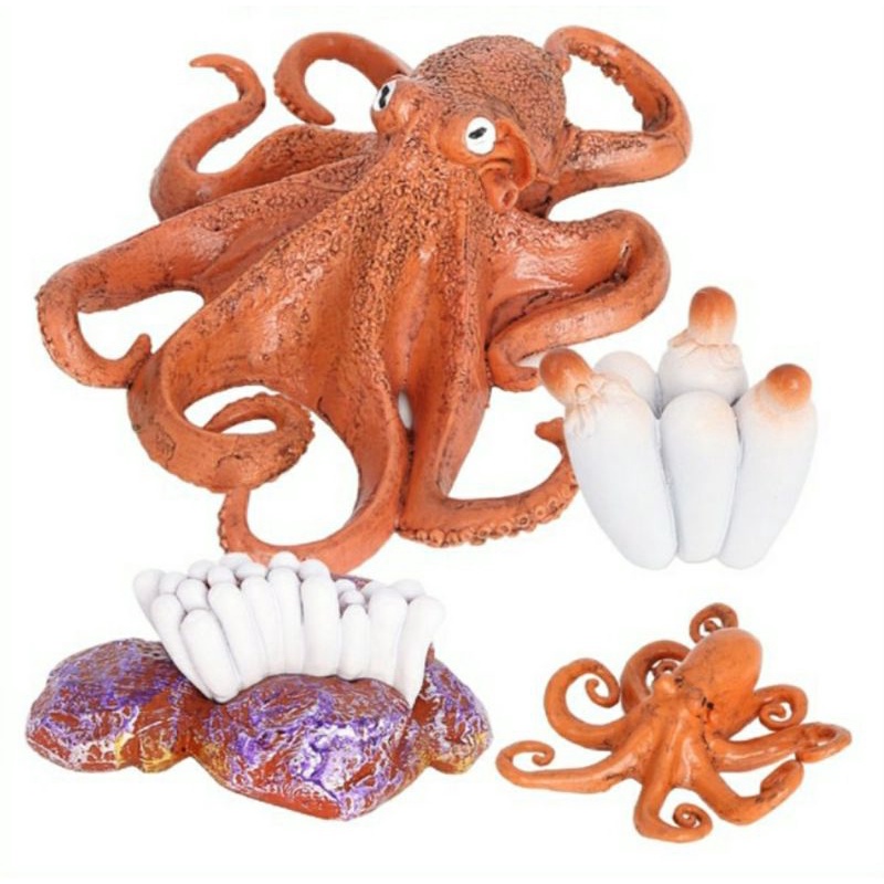 Jual Life Cycle / Siklus Hidup Hewan / Binatang / Animal - North ...