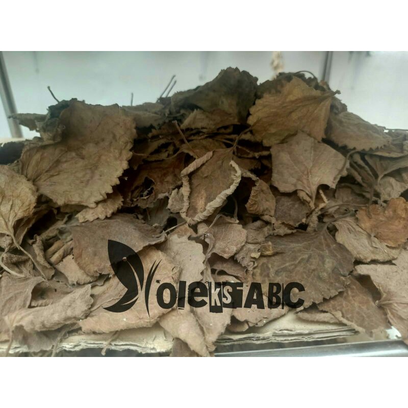 Jual Daun Torbangun Kering Daun Bangun Bangun Kering | Shopee Indonesia