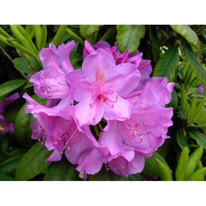 Inilah 48+ Harga Tanaman Bunga Azalea Kekinian - Informasi Seputar ...