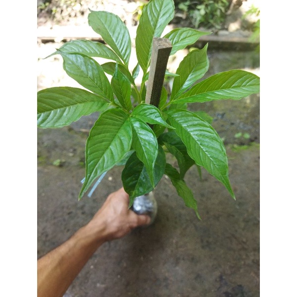 Jual Benih tanaman iles atau bunga bangke per tangkai | Shopee Indonesia
