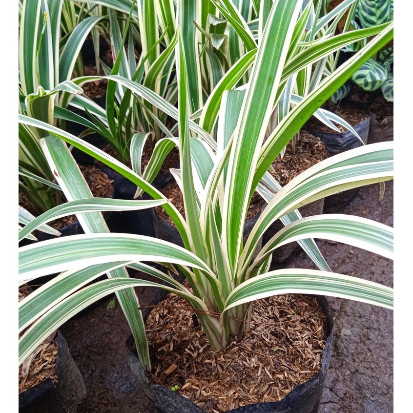 Jual Tanaman Hias Lili Brazil - Lili paris brazil | Shopee Indonesia