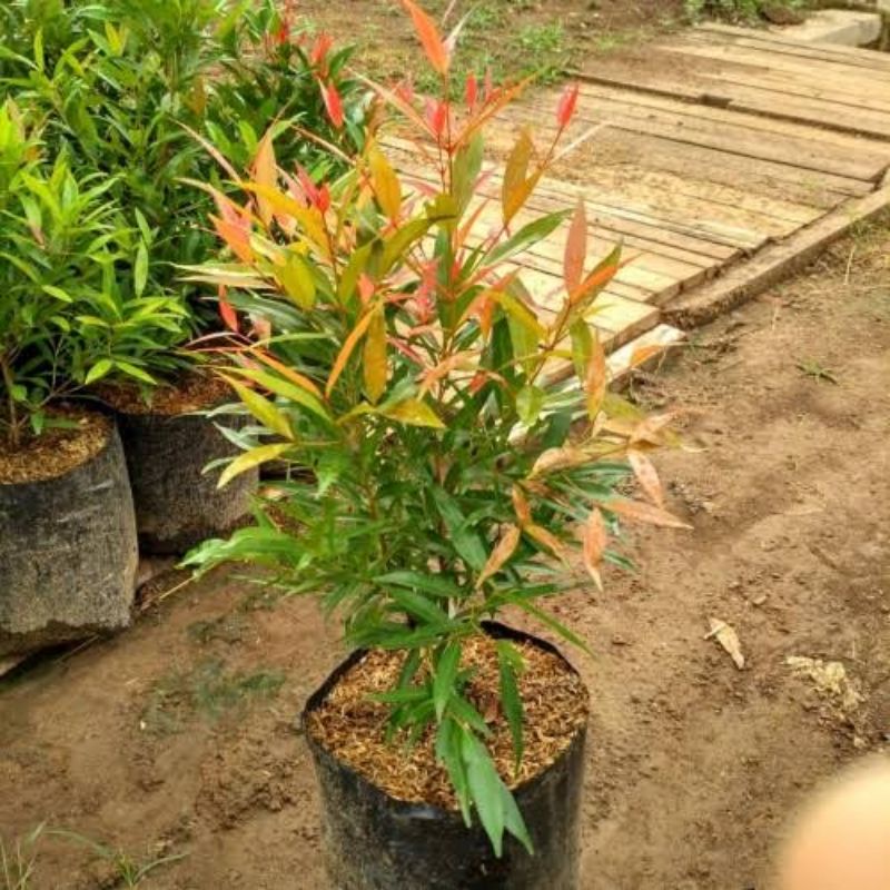 Jual pucuk merah sedang | Shopee Indonesia