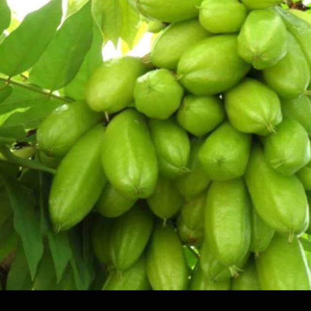 Jual Pohon Beling bing Asam//beling bing besi/blingbing sayur Indonesia ...