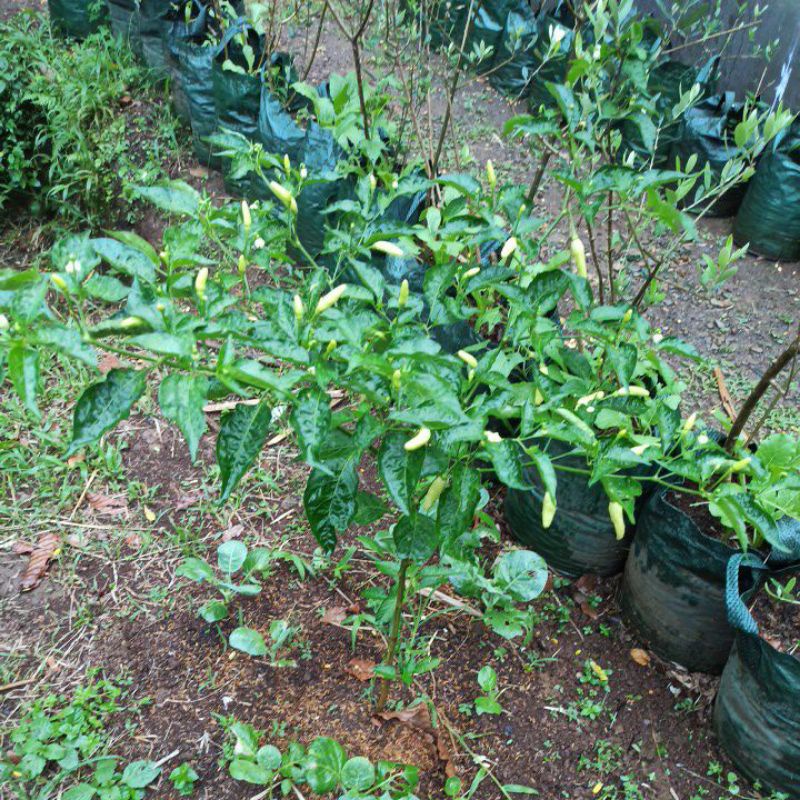 Jual Cabe rawit domba | Shopee Indonesia