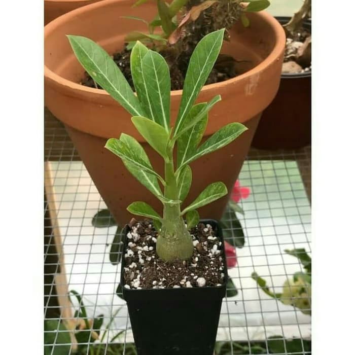 Jual jual Bibit Adenium / Kamboja Jepang Tumpuk Nomor 37-45 _ | Shopee ... Jual jual Bibit Adenium / Kamboja Jepang Tumpuk Nomor 37-45 _ | Shopee ...