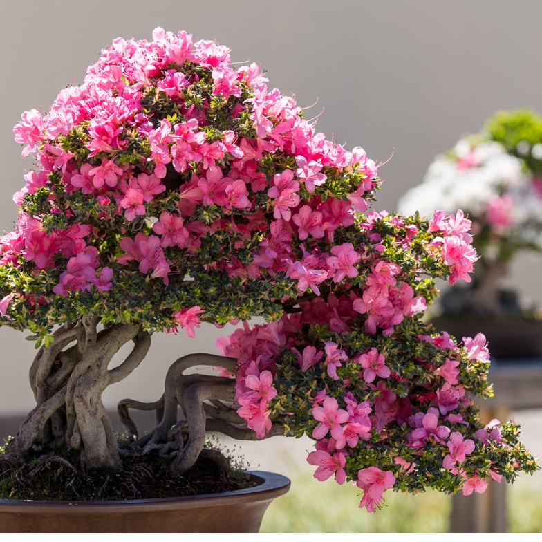 Jual Tanaman hias azalea bunga ungu - azalea purple splendor | Jenis ...