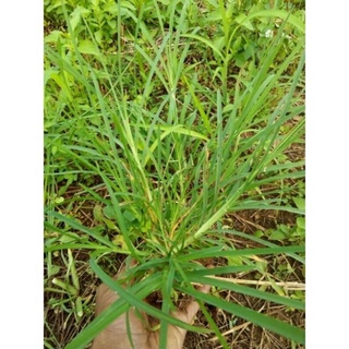 Jual daun tanaman rumput belulang atau Jampang segar 500 gram | Shopee ...